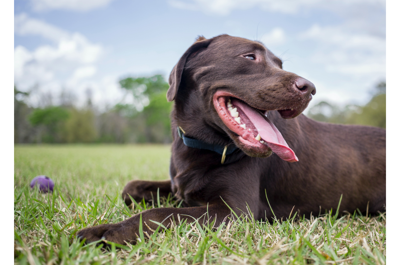 Spring Skin Allergies In Pets | Missouri Veterinary Dermatology Center