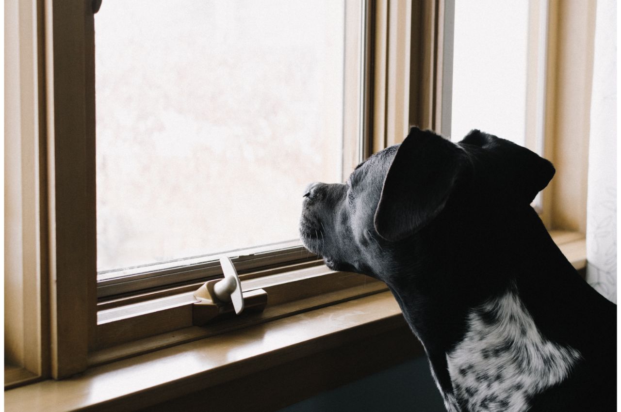 How To Transition Pets During Back-to-School Season | Missouri ...